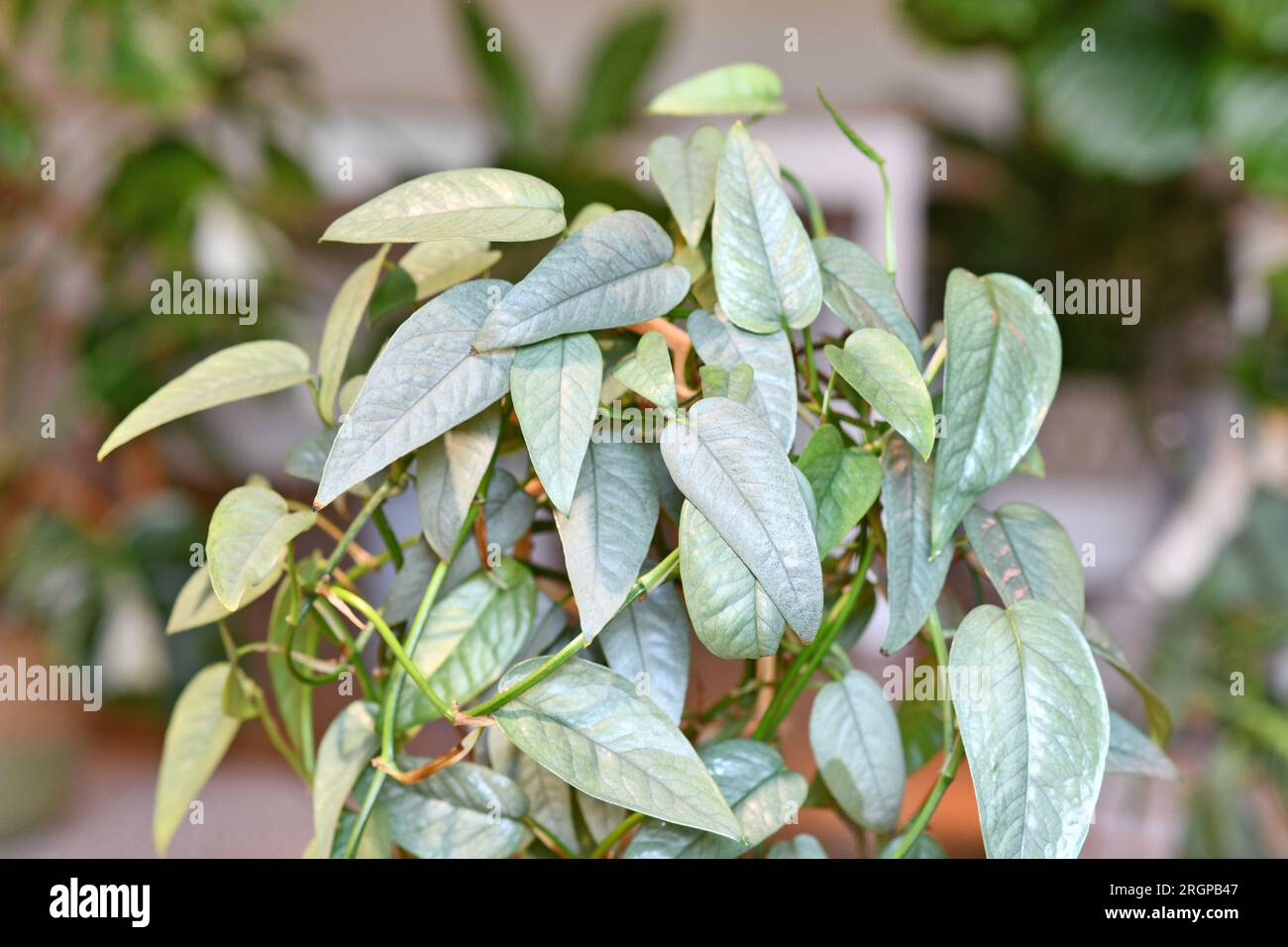 Epipremnum cebu blue hi-res stock photography and images - Alamy