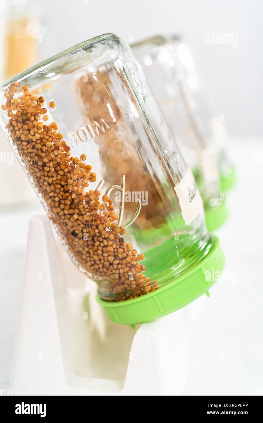 Growing sprouts in a jar Stock Photo - Alamy