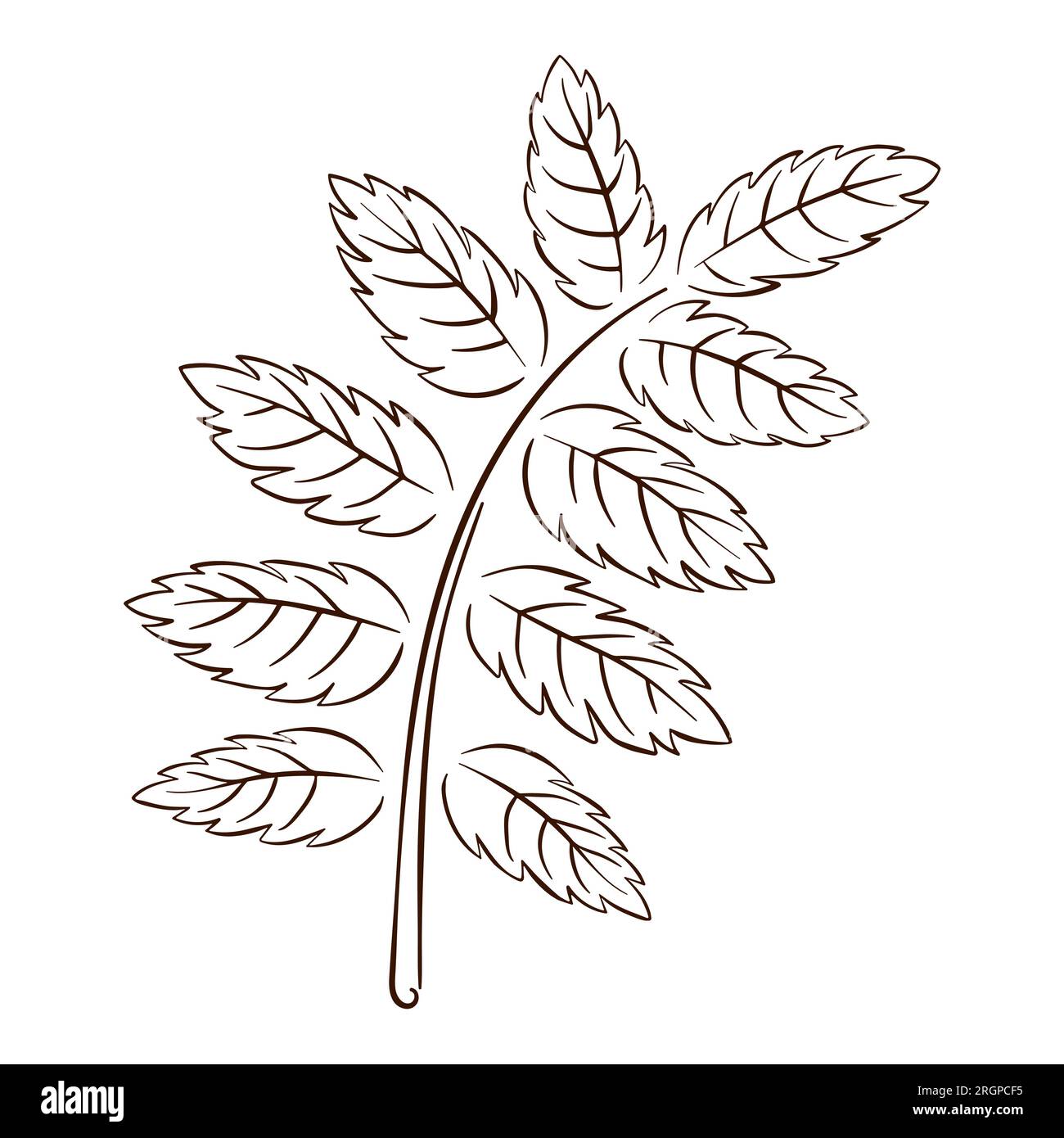 Rowan leaf silhouette in line art style. Hand drawn autumn leaf for ...
