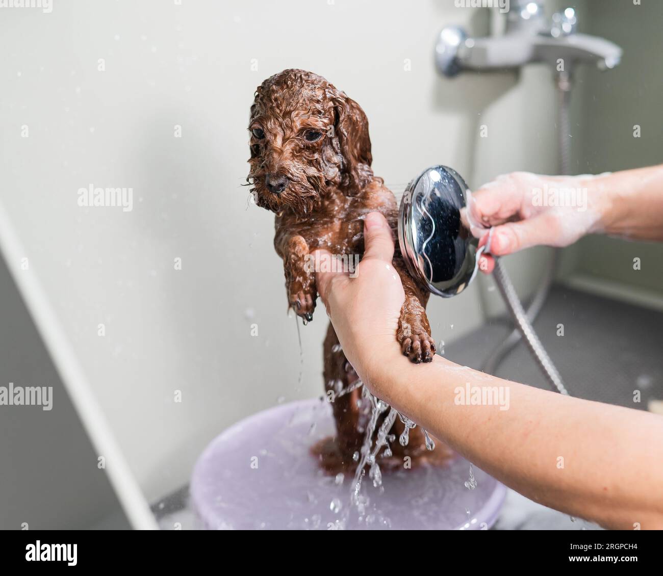 Woman washing brown mini toy poodle in grooming salon Stock Photo - Alamy