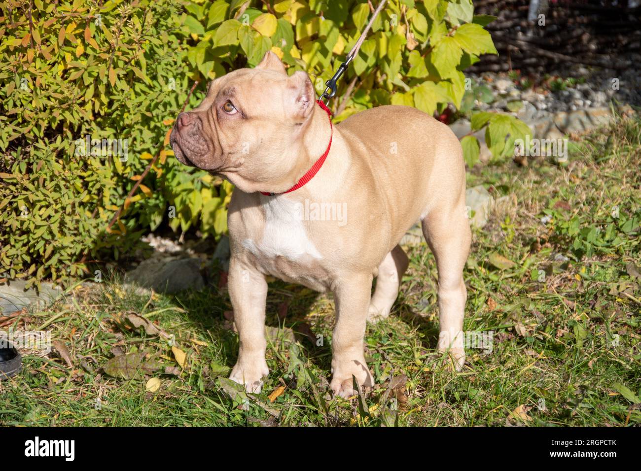 American Bully Pitbull Mix Puppy