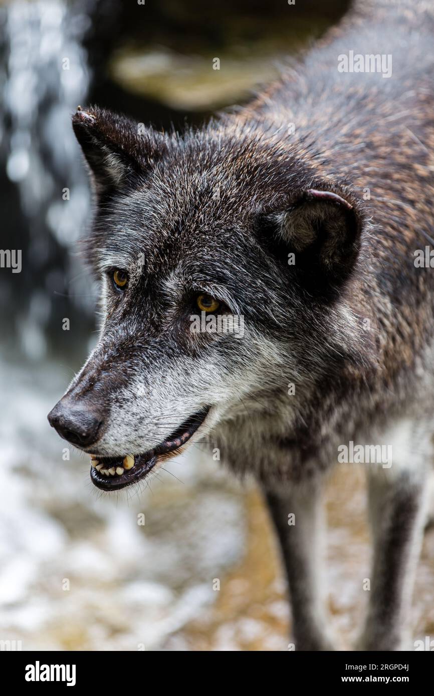 Labenne hi-res stock photography and images - Alamy