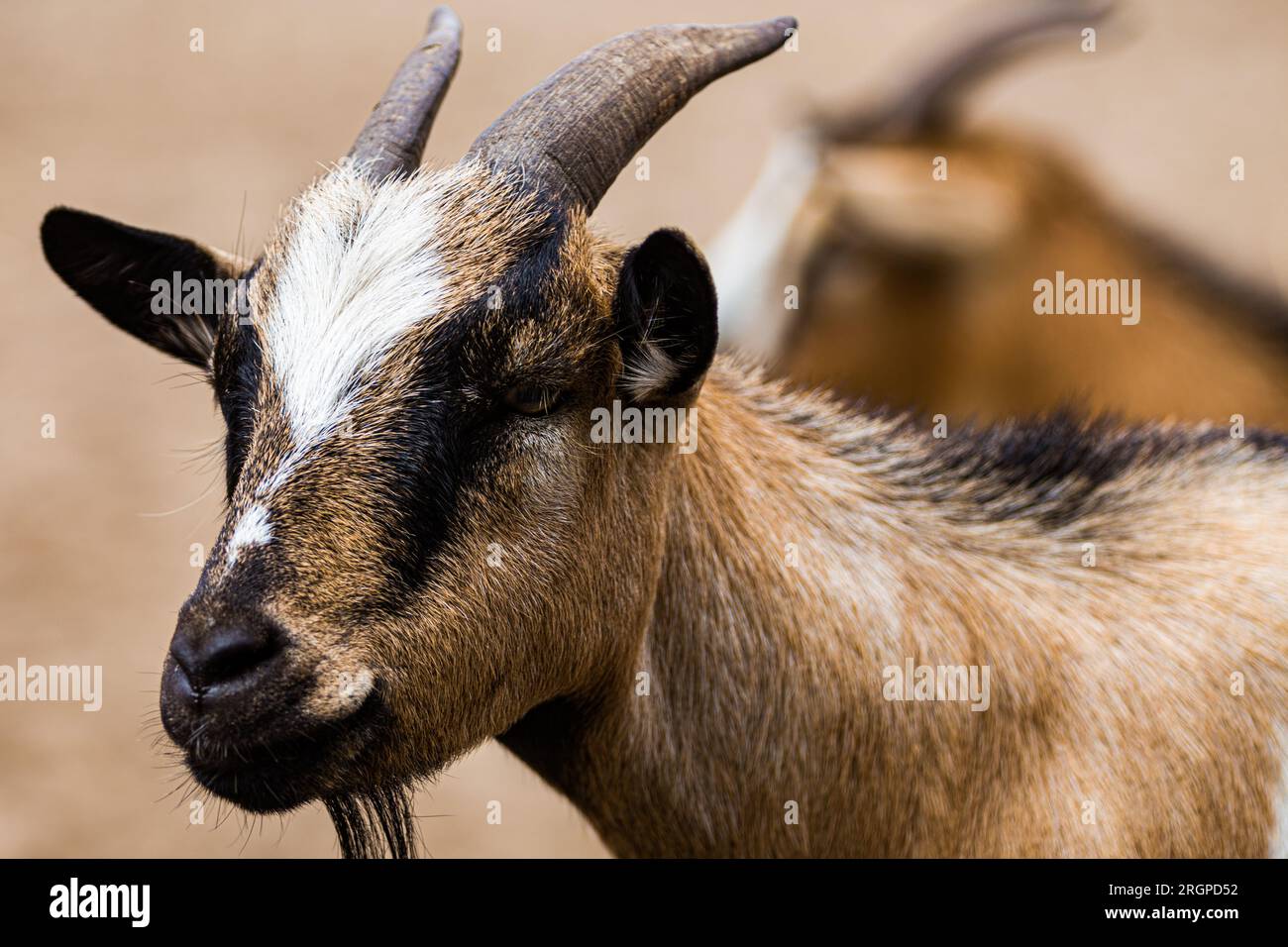 Goat - Zoo of Labenne (France) animal Stock Photo - Alamy