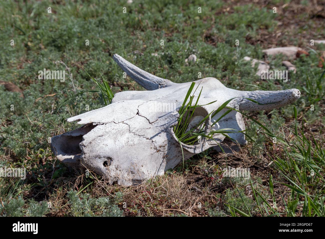 A dried-up white animal skull with horns and empty eye sockets in the ...