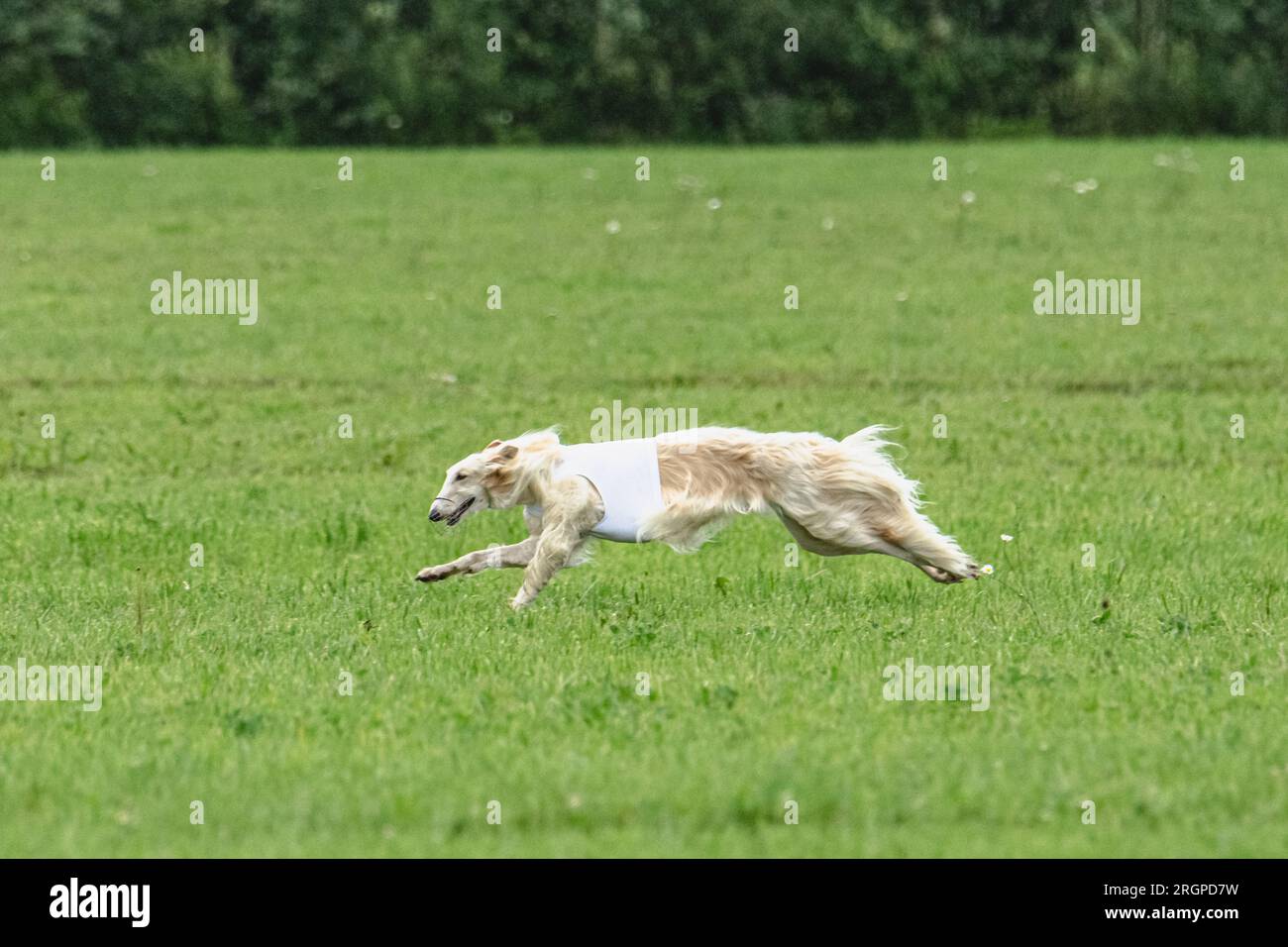 Dog running fast on green field at lure coursing competition Stock Photo - Alamy