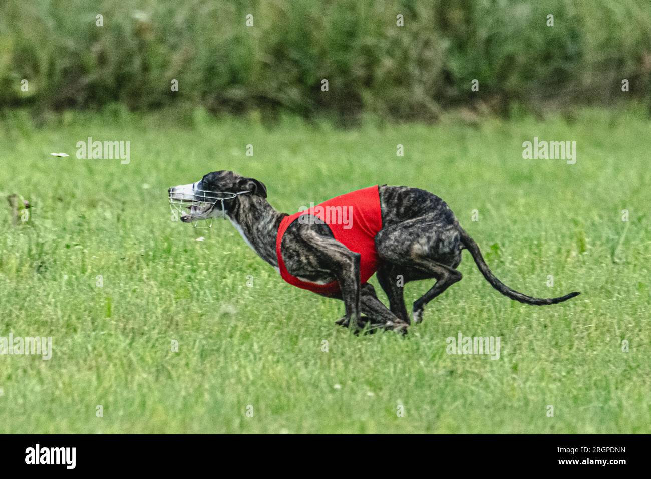 Dog running fast on green field at lure coursing competition Stock ...