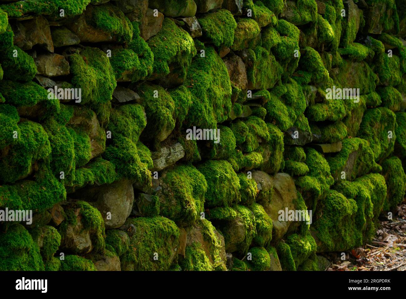 Moss on stone dyke, Coniston Stock Photo - Alamy