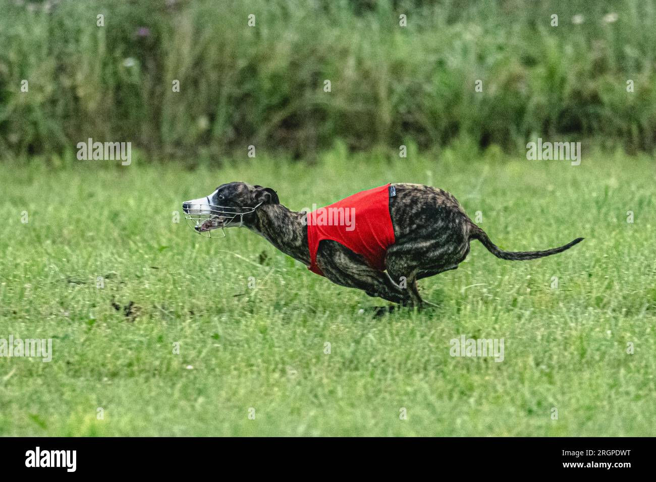 Dog running fast on green field at lure coursing competition Stock ...