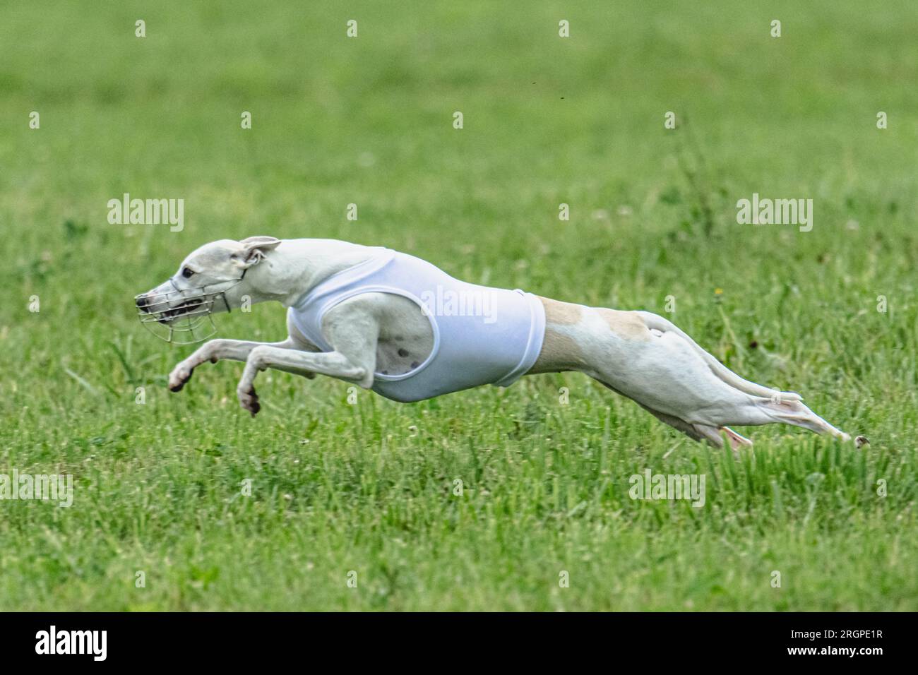 Dog running fast on green field at lure coursing competition Stock ...