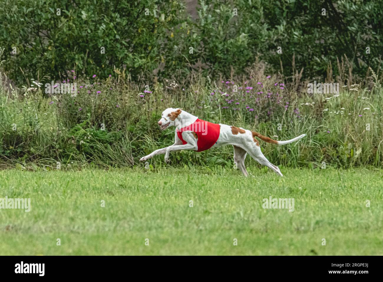Dog running fast on green field at lure coursing competition Stock ...