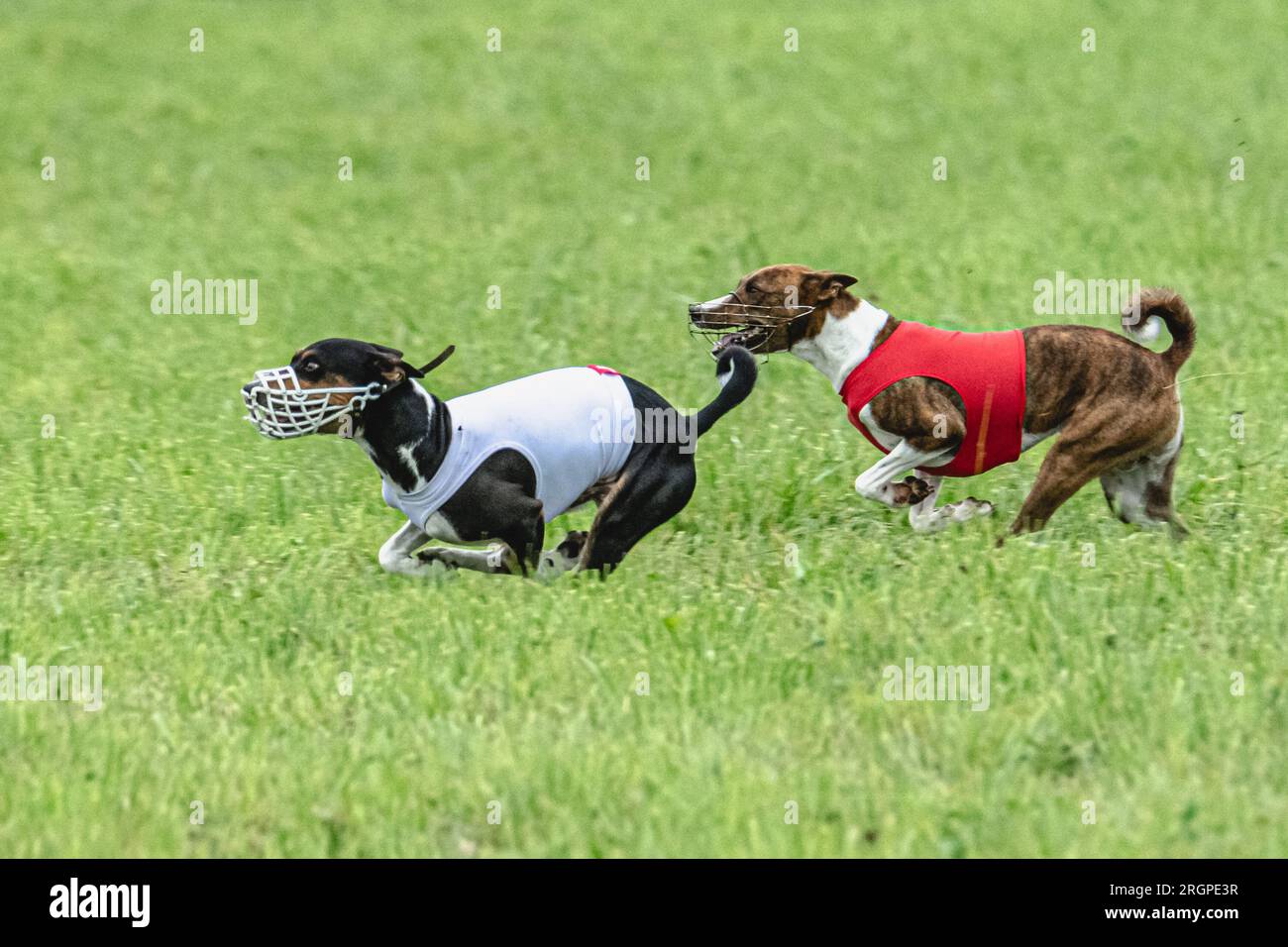 Dog running fast on green field at lure coursing competition Stock ...