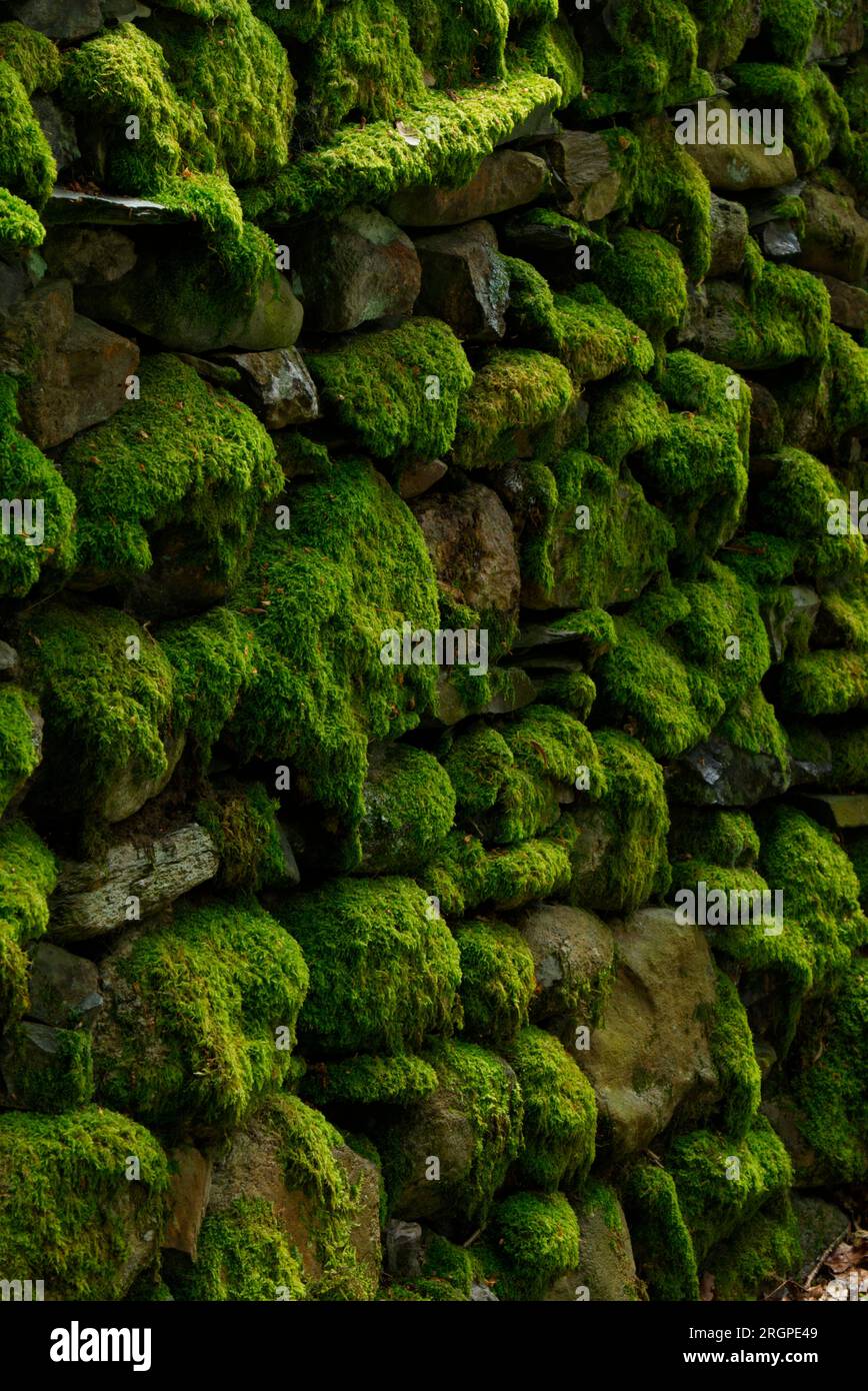 Moss on stone dyke, Coniston Stock Photo - Alamy