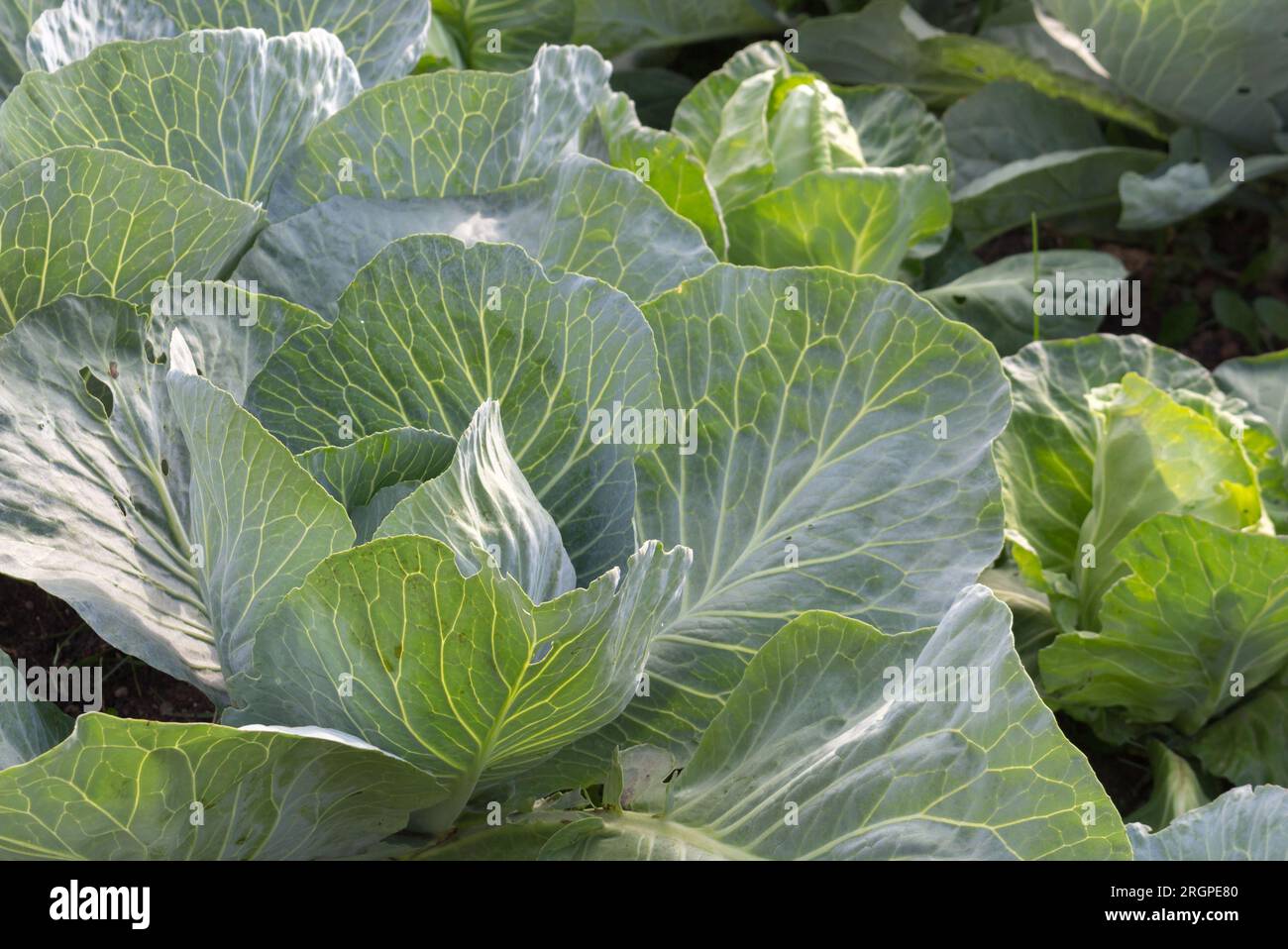 white cabbage grows in the garden. Sunny simmer day. Outdoor Stock ...