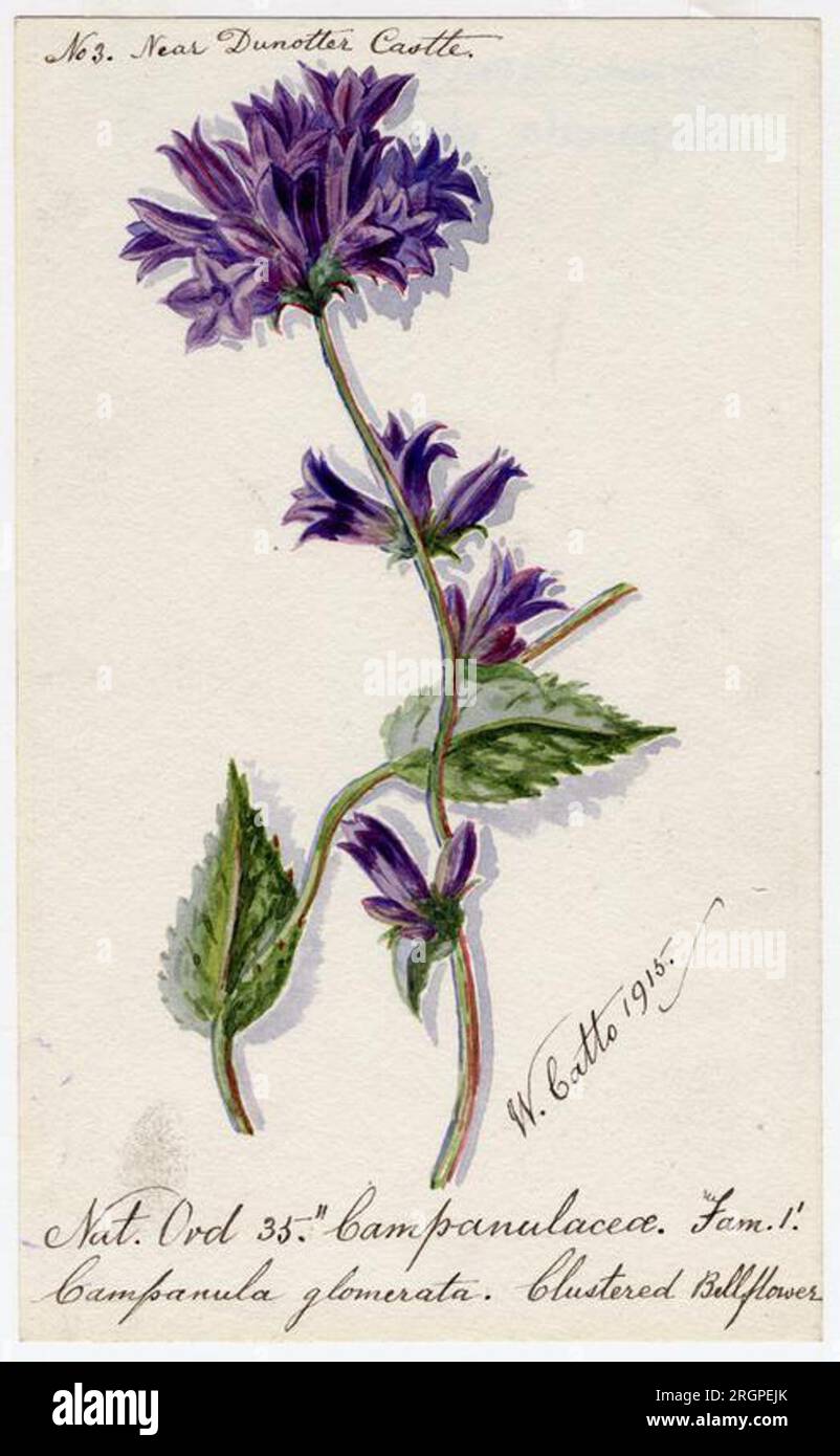 Clustered Bellflower - William Catto 1915 by William Catto Stock Photo ...