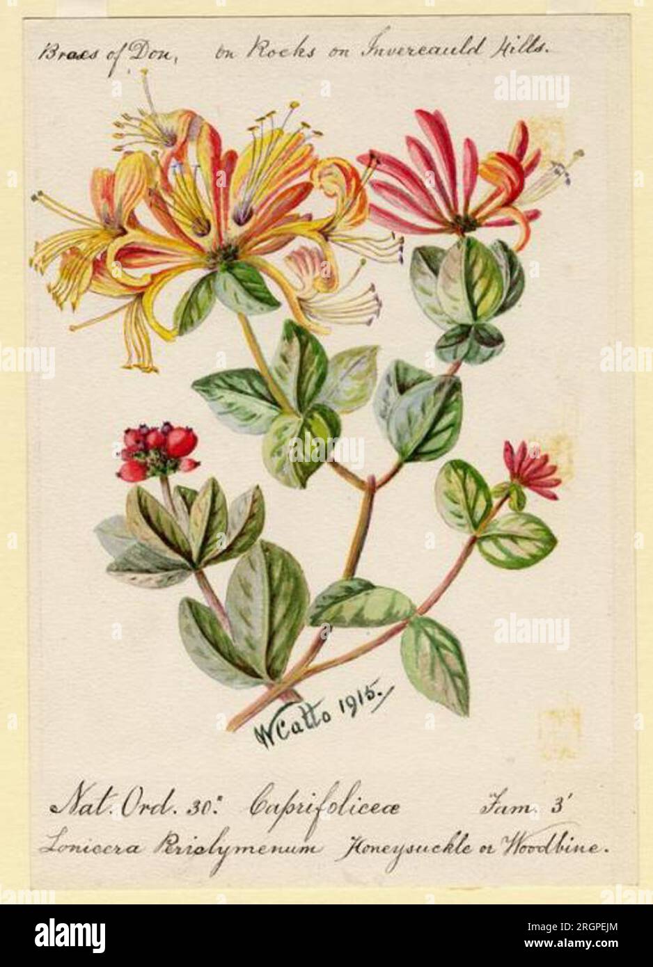 William catto hi-res stock photography and images - Alamy