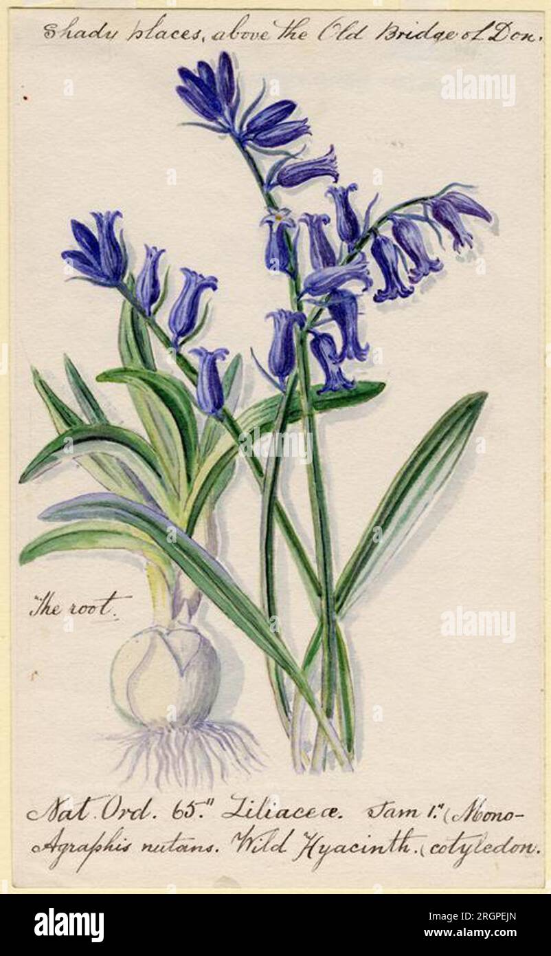 Wild Hyacinth (cotyledon) - William Catto by William Catto Stock Photo ...