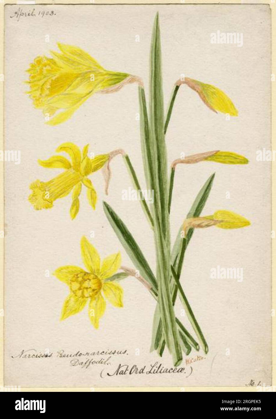 Daffodil - William Catto 1 April 1903 by William Catto Stock Photo - Alamy