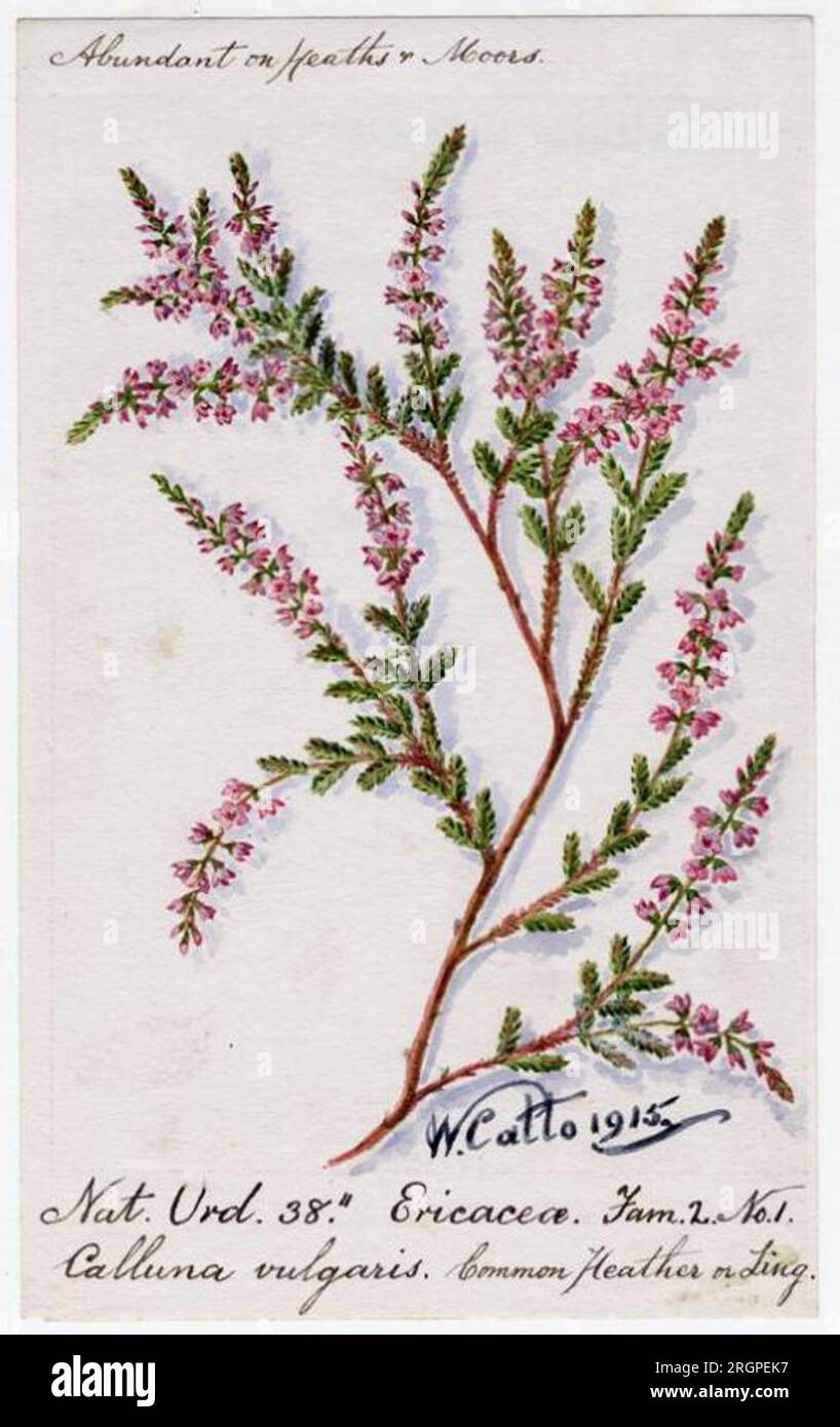 Ling william catto hi-res stock photography and images - Alamy