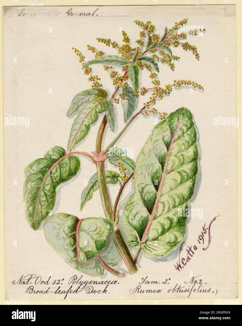 Broad-leaf Dock - William Catto 1915 by William Catto Stock Photo - Alamy