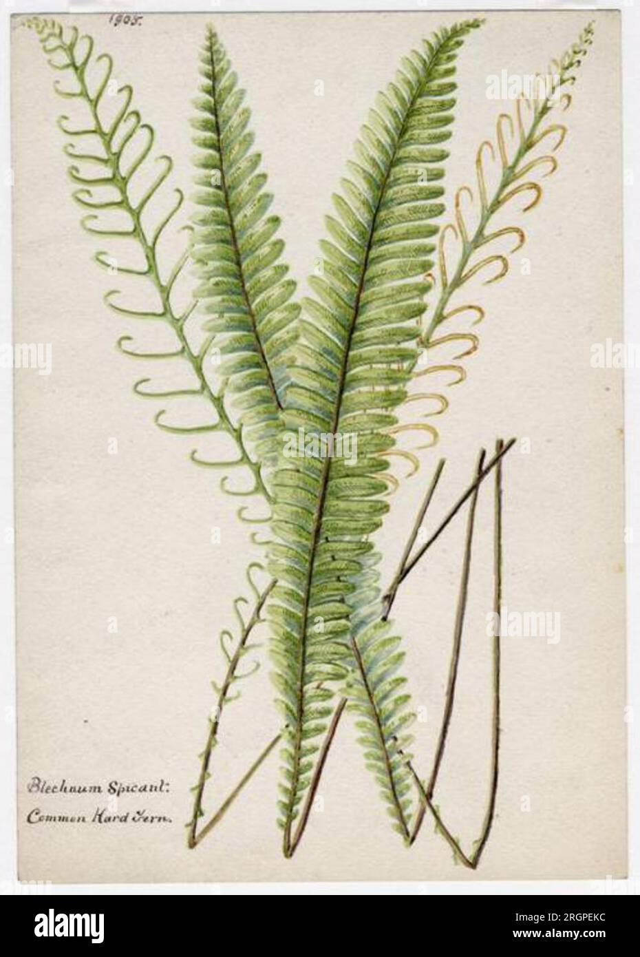 Common hard fern william catto hi-res stock photography and images - Alamy