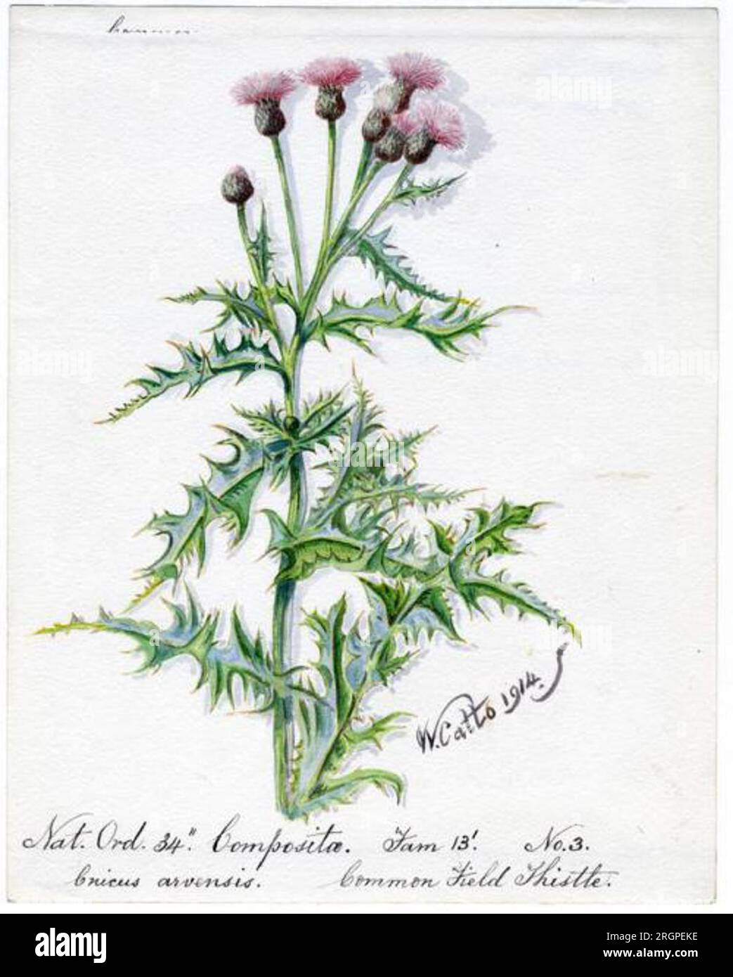 Cricus arvensis hi-res stock photography and images - Alamy