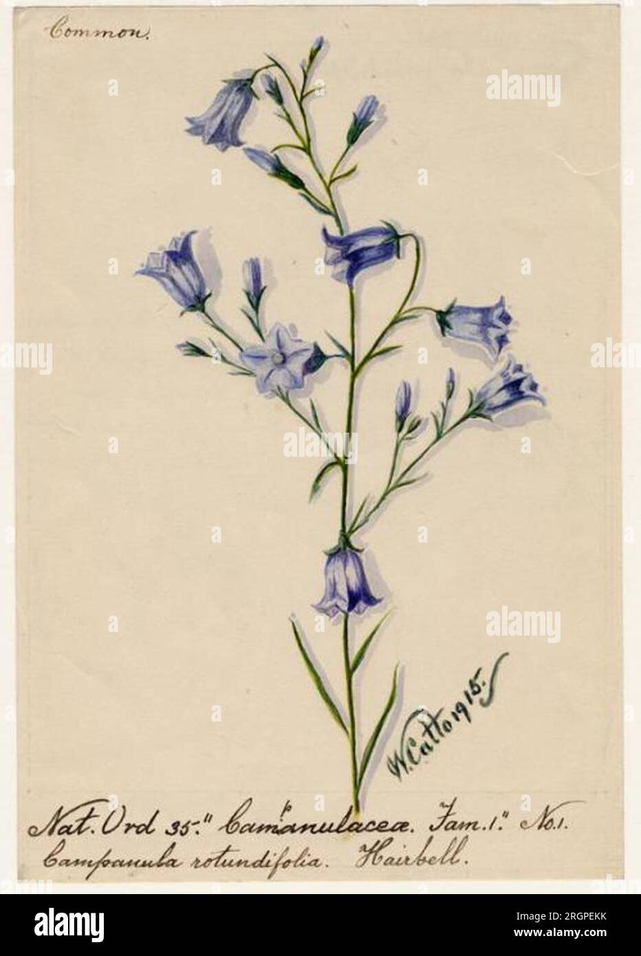 Hairbell - William Catto 1915 by William Catto Stock Photo - Alamy