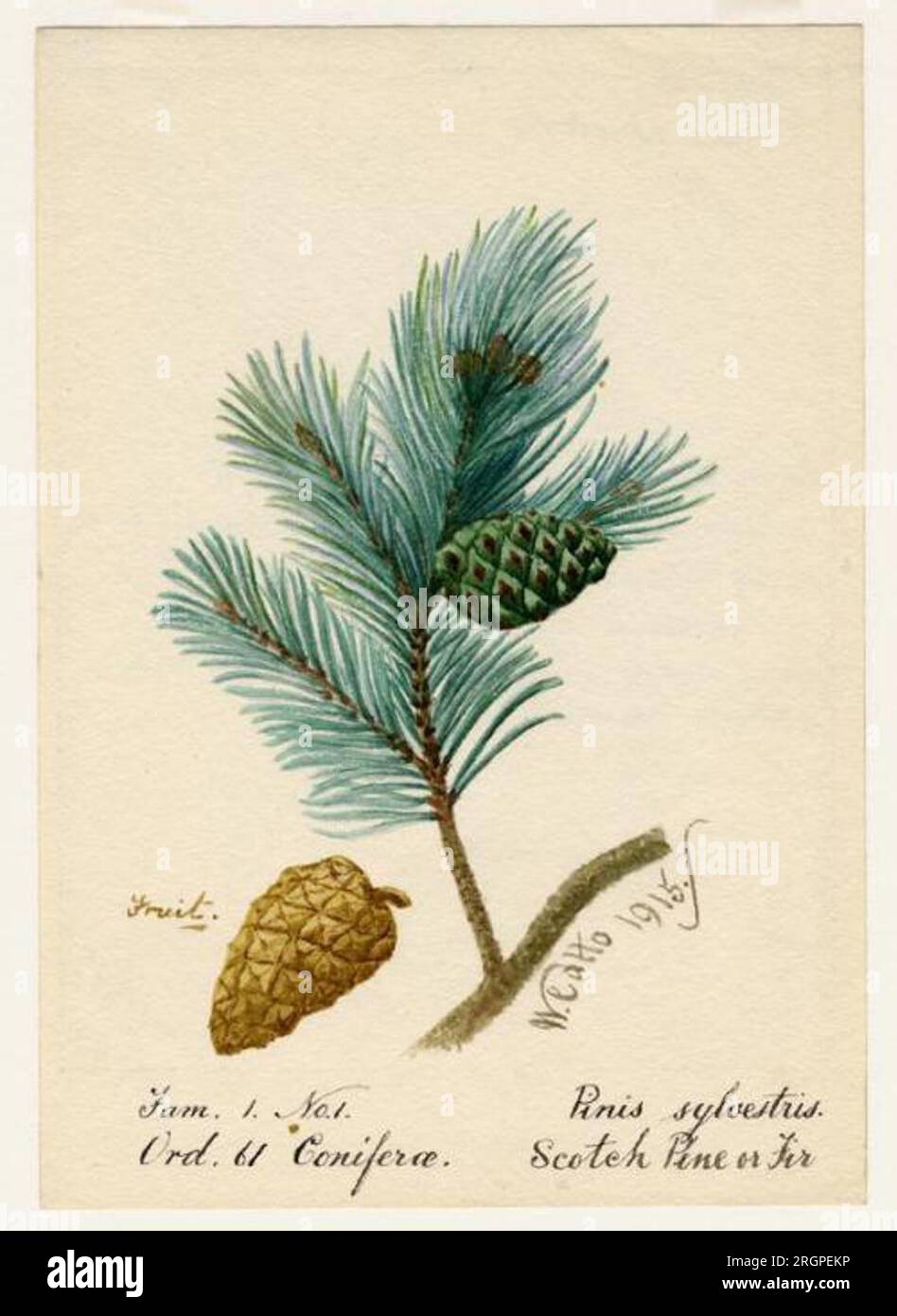 Scotch Pine or Fir - William Catto 1915 by William Catto Stock Photo ...