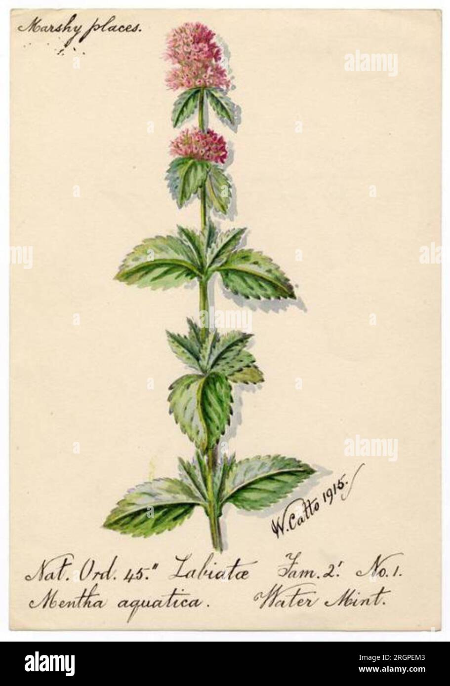 Water Mint (Mentha aquatica) - William Catto 1915 by William Catto ...