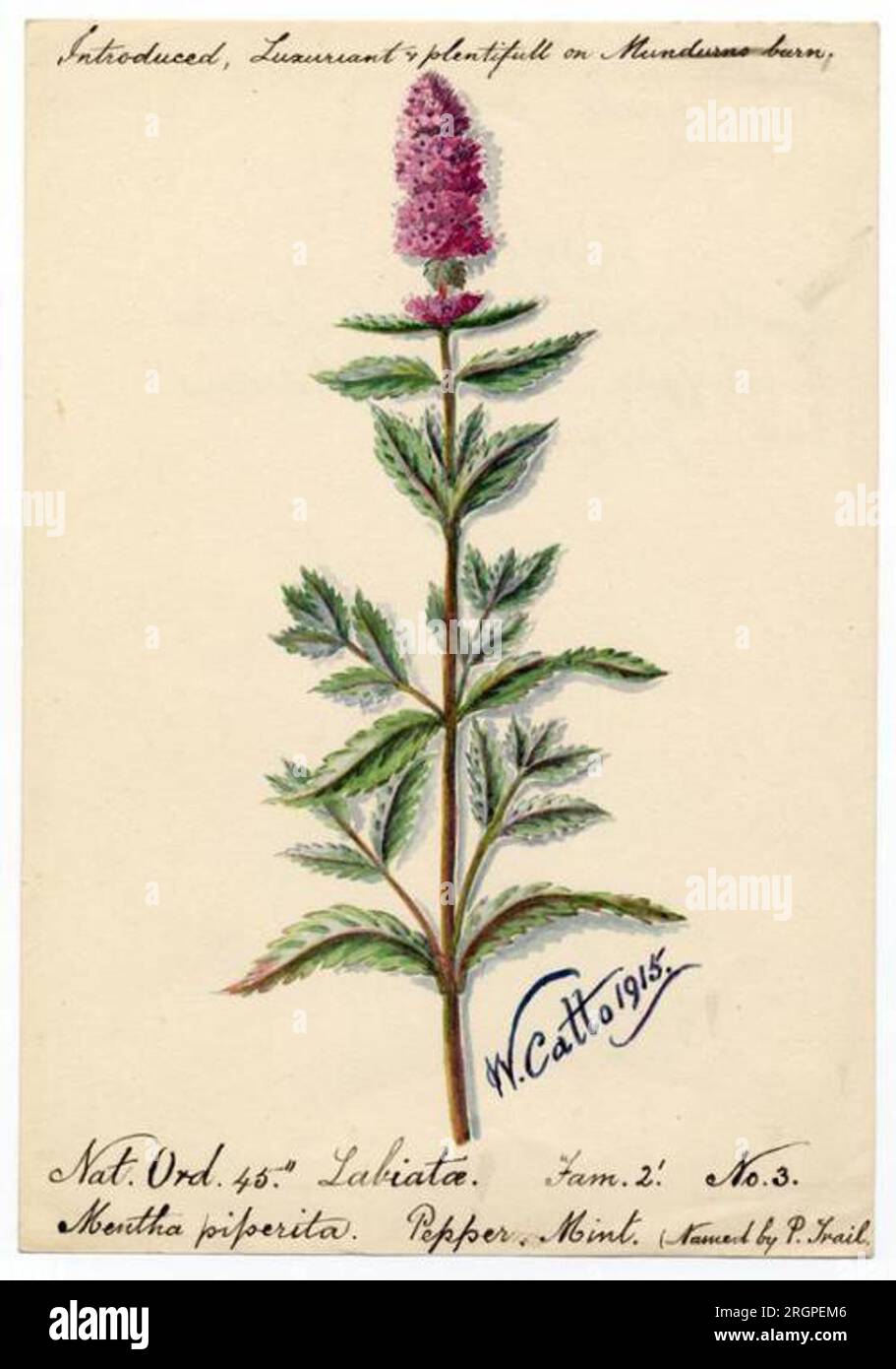 Pepper Mint (Mentha piperita) - William Catto 1915 by William Catto ...
