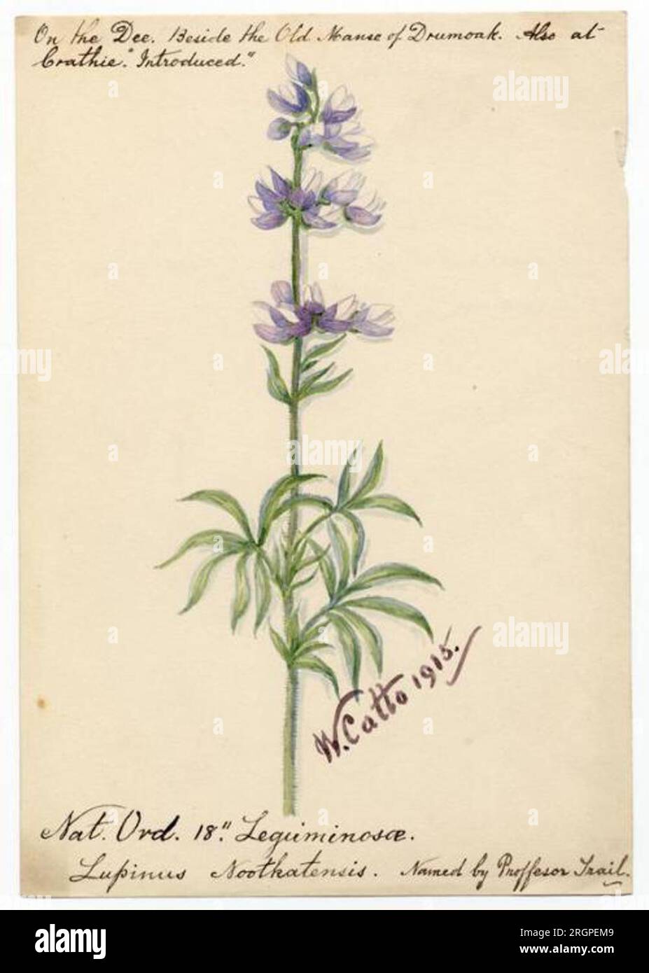 William catto hi-res stock photography and images - Alamy