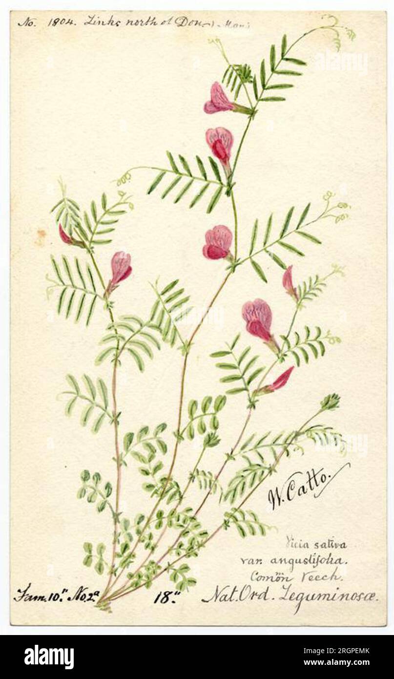 William catto hi-res stock photography and images - Alamy