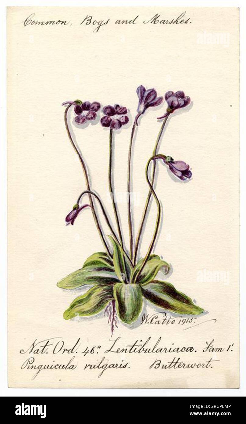 Butterwort (Pinguicula vulgaris) - William Catto 1915 by William Catto ...