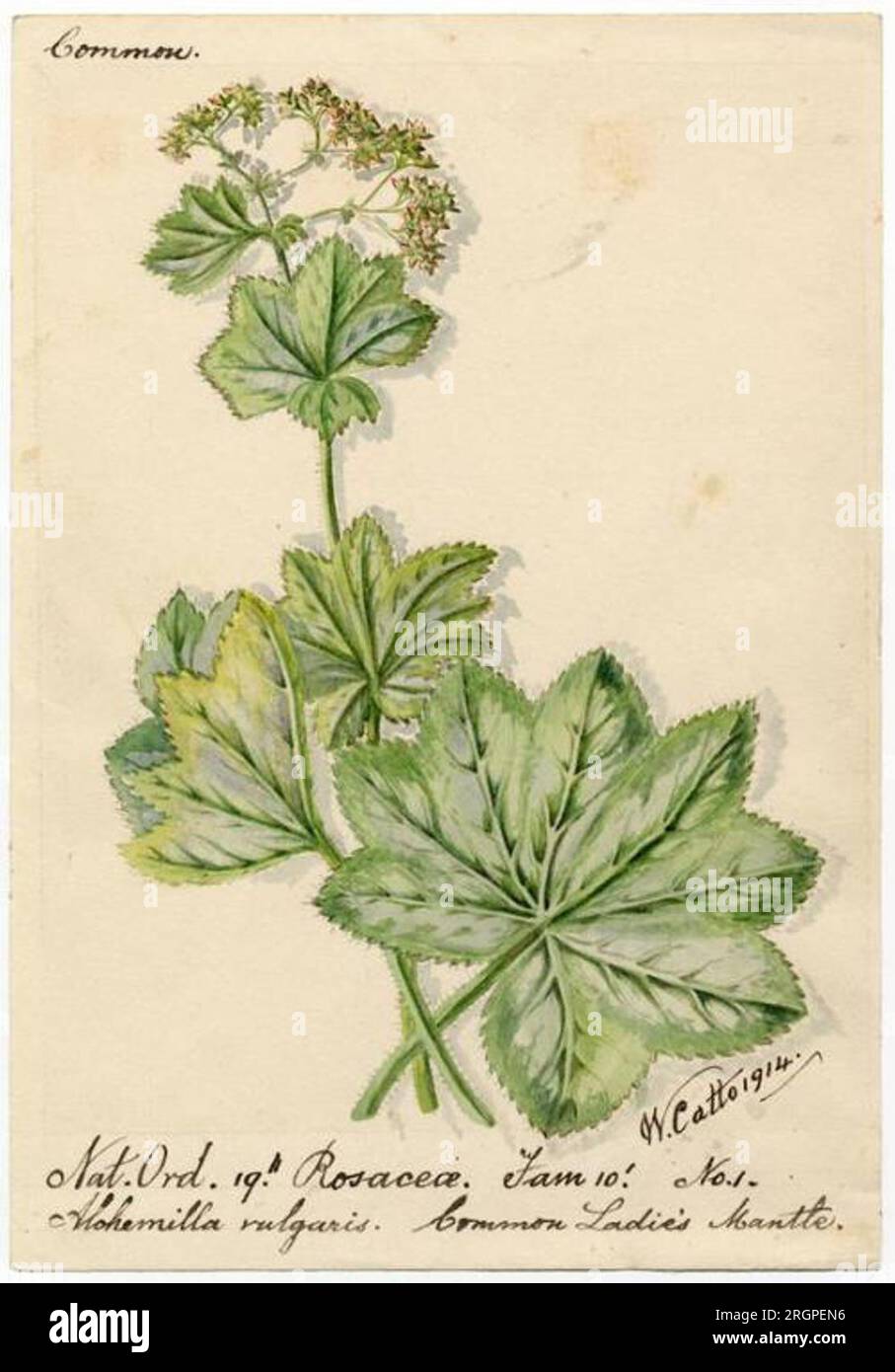 Common Ladies Mantle (Mohemilla vulgaris) - William Catto 1914 by ...