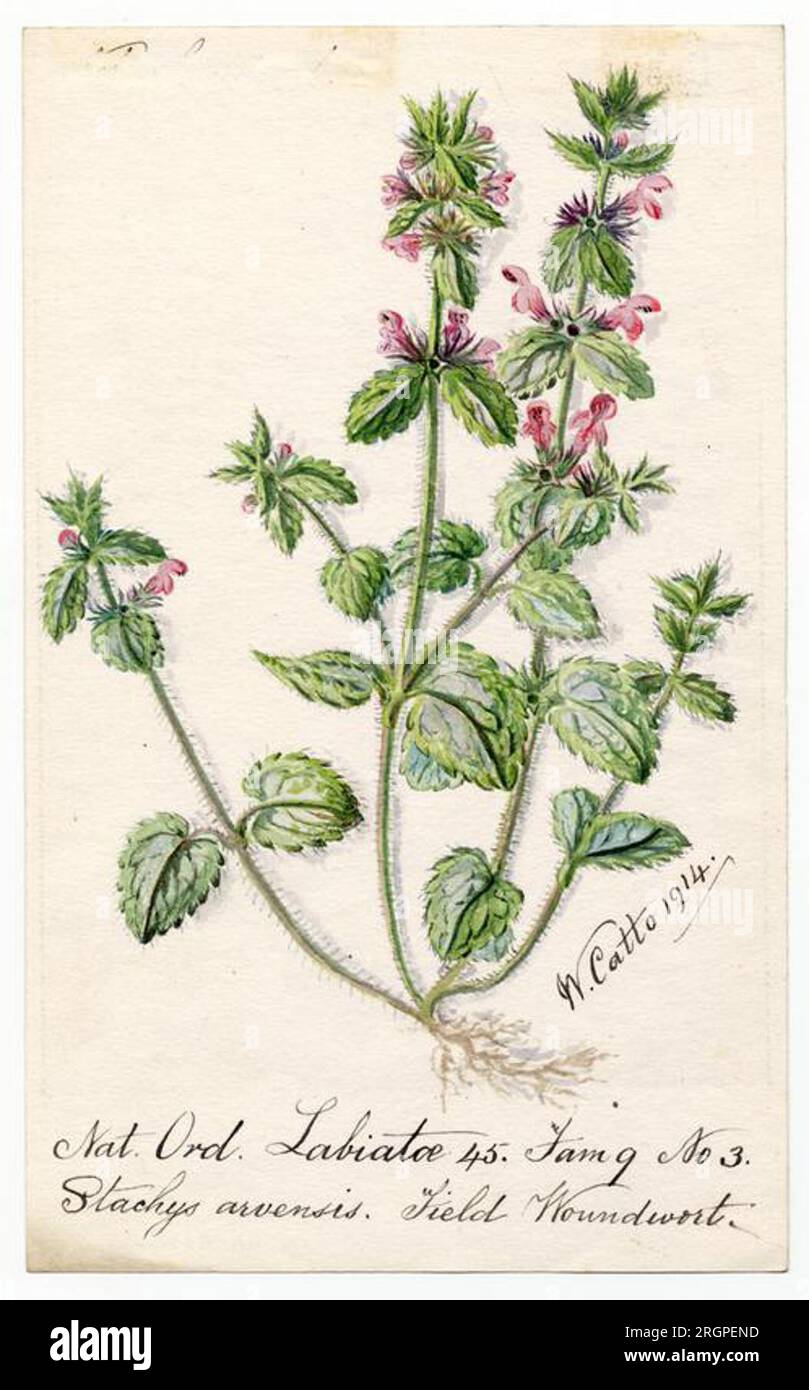 Strachys arvensis hi-res stock photography and images - Alamy