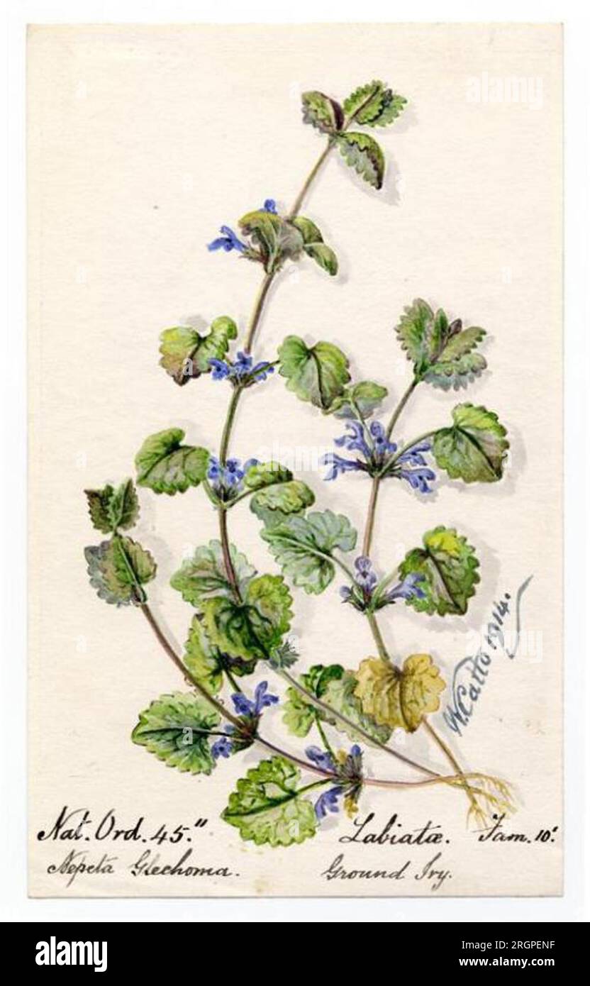 William catto hi-res stock photography and images - Alamy