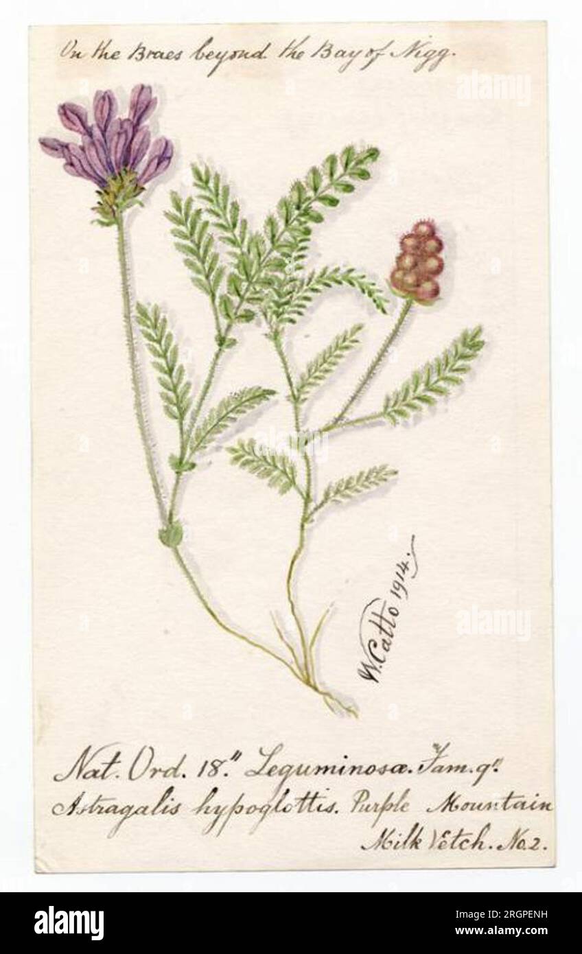 Purple Mountain Milk Vetch (Astragalis hypoglottis) - William Catto ...