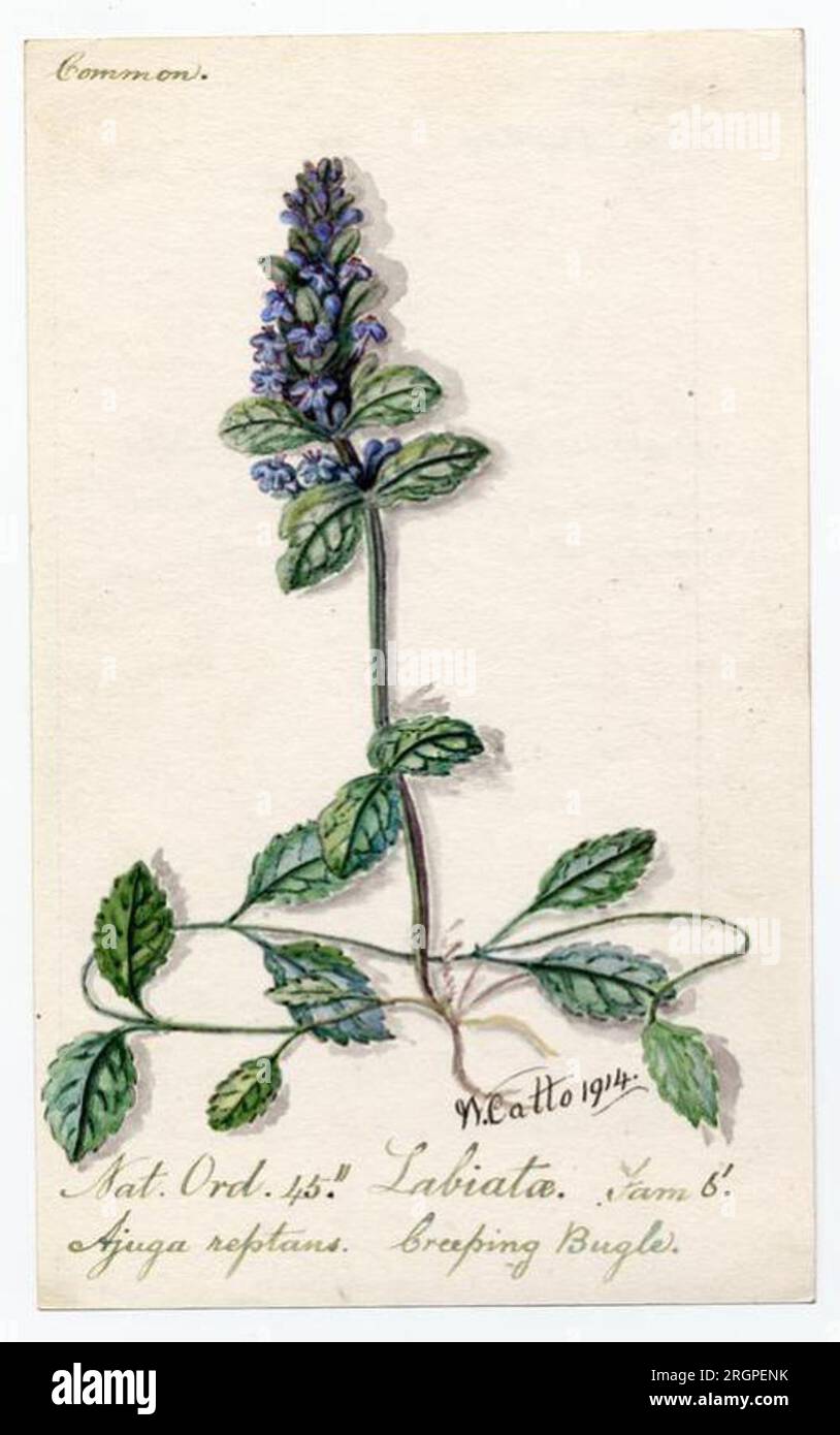 Creeping bugle hi-res stock photography and images - Alamy