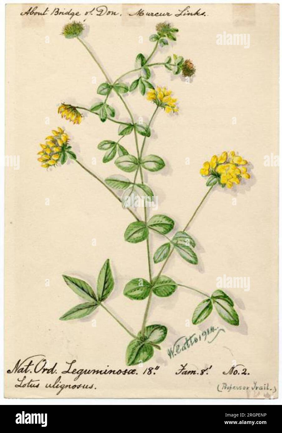Lotus ulignosus - William Catto 1914 by William Catto Stock Photo - Alamy