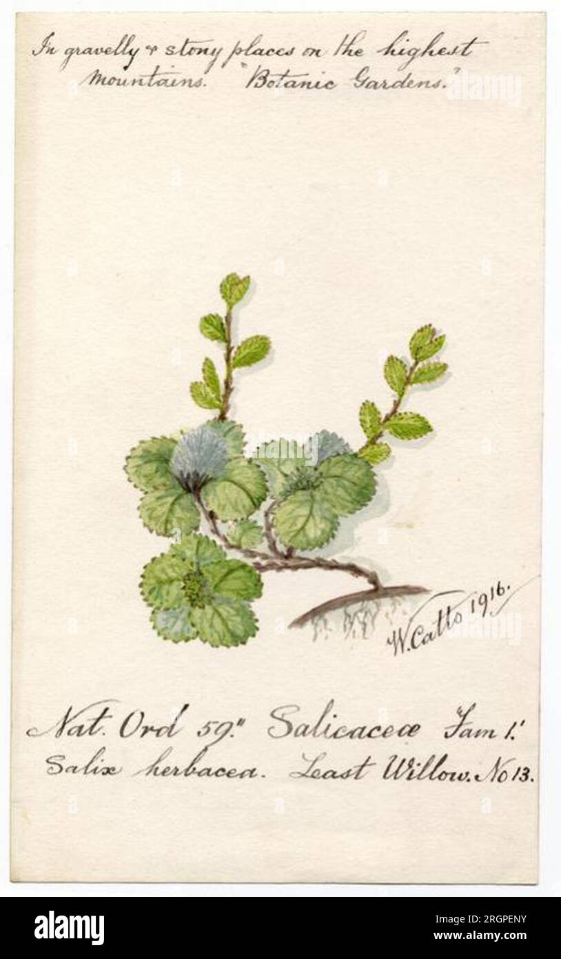 Least willow Cut Out Stock Images & Pictures - Alamy