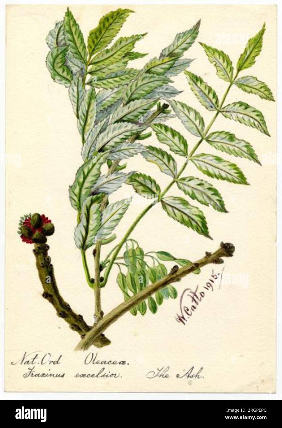 The Ash (Fraxinus excelsior) - William Catto 1915 by William Catto ...