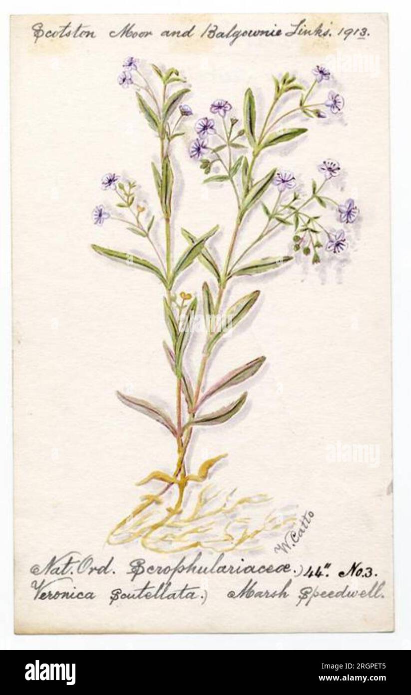 Marsh Speedwell (Veronica Soutellata) - William Catto 1913 by William ...