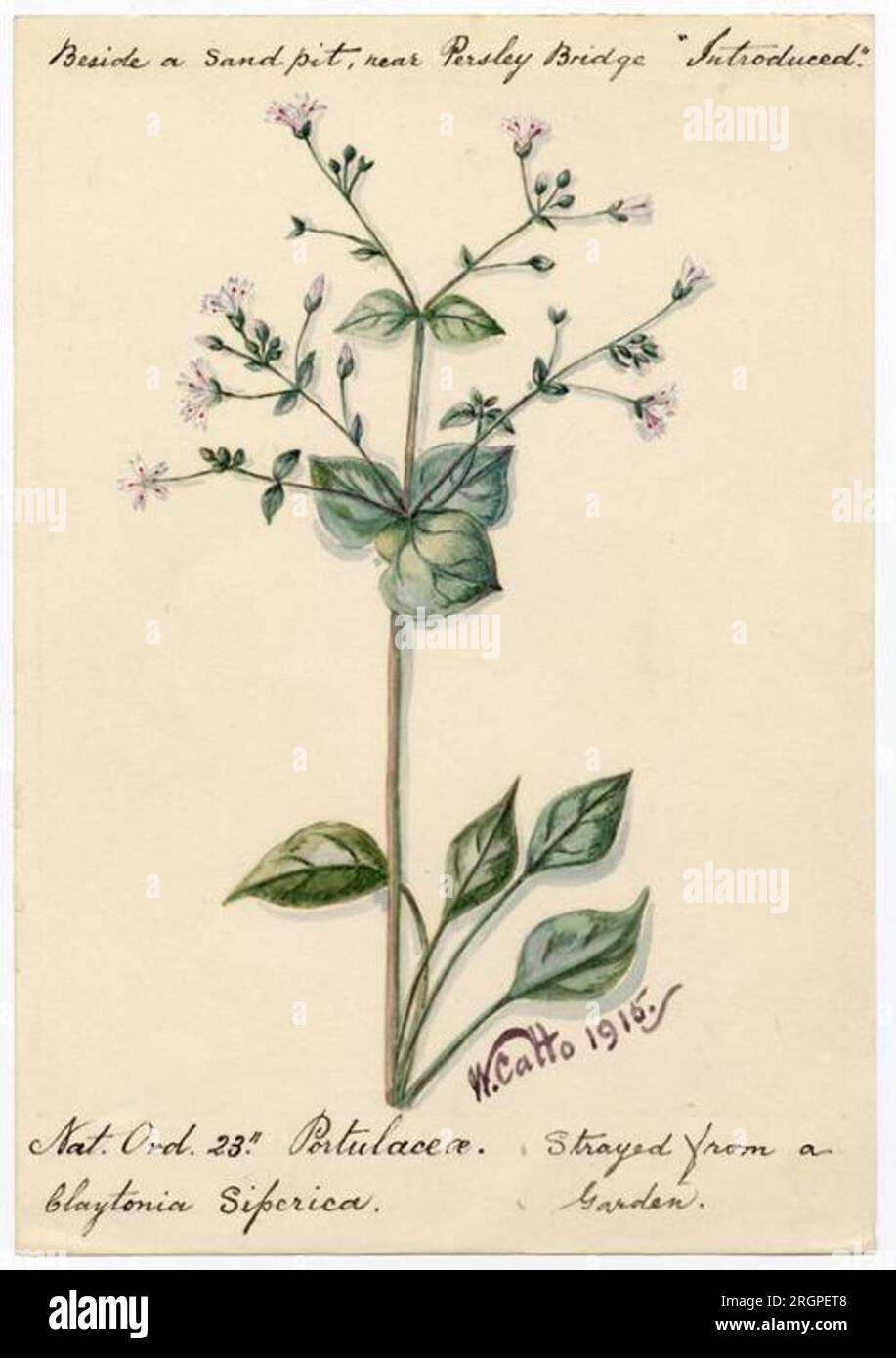 Claytonia Siperica - William Catto 1915 by William Catto Stock Photo ...
