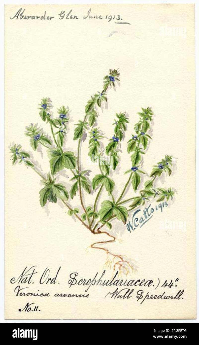 Wall Speedwell (Veronica arvensis) - William Catto 1 June 1913 by ...
