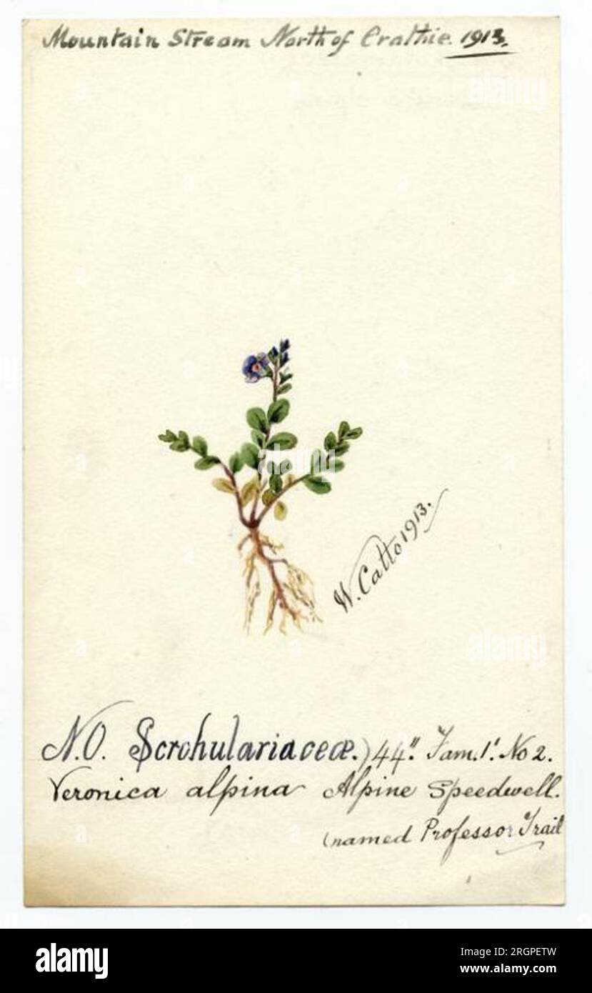 Alpine Speedwell (Veronica alpina) - William Catto 1913 by William ...