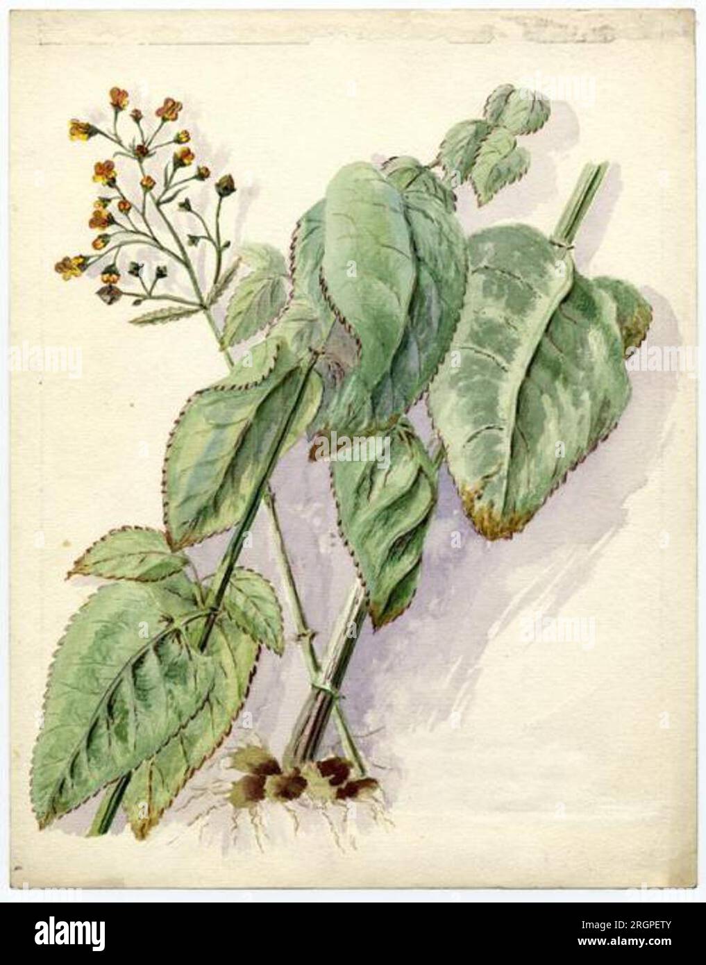 Knotted Figwort (Scrophularia nodosa) - William Catto by William Catto ...