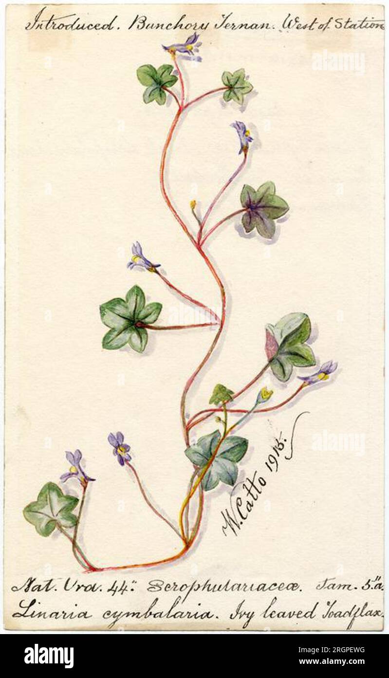 Linaria cymbalaria hi-res stock photography and images - Alamy