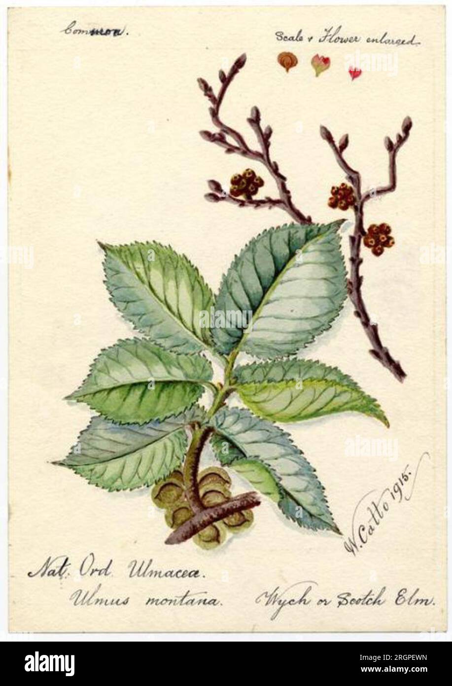 Watercolour on scotch paper hi-res stock photography and images - Alamy