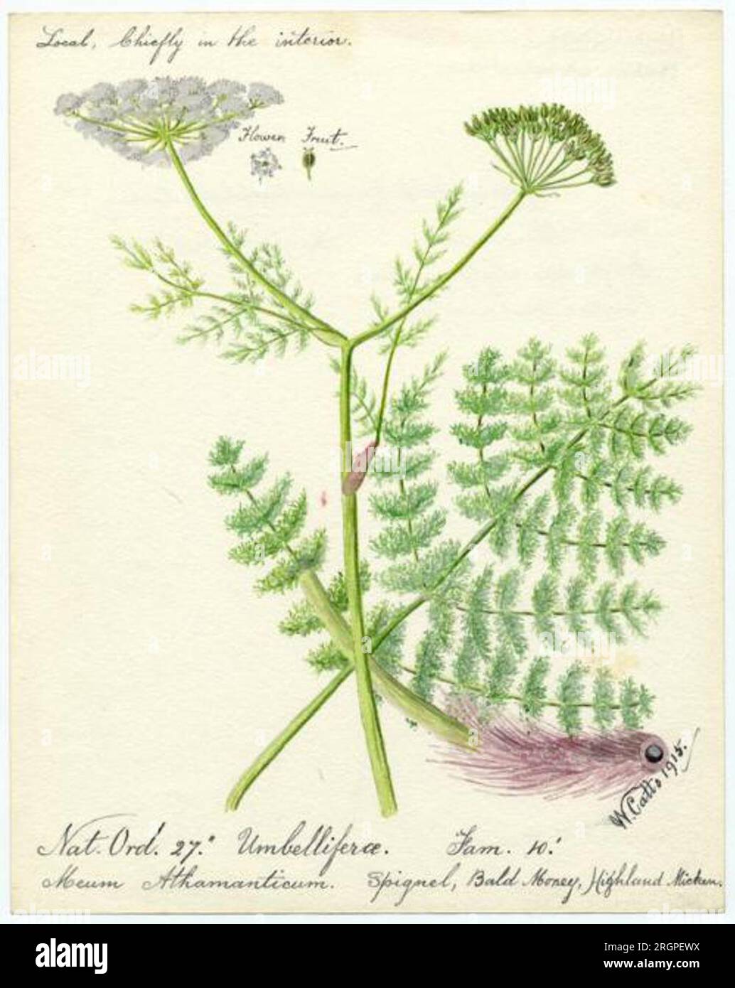 Highland micken hi-res stock photography and images - Alamy