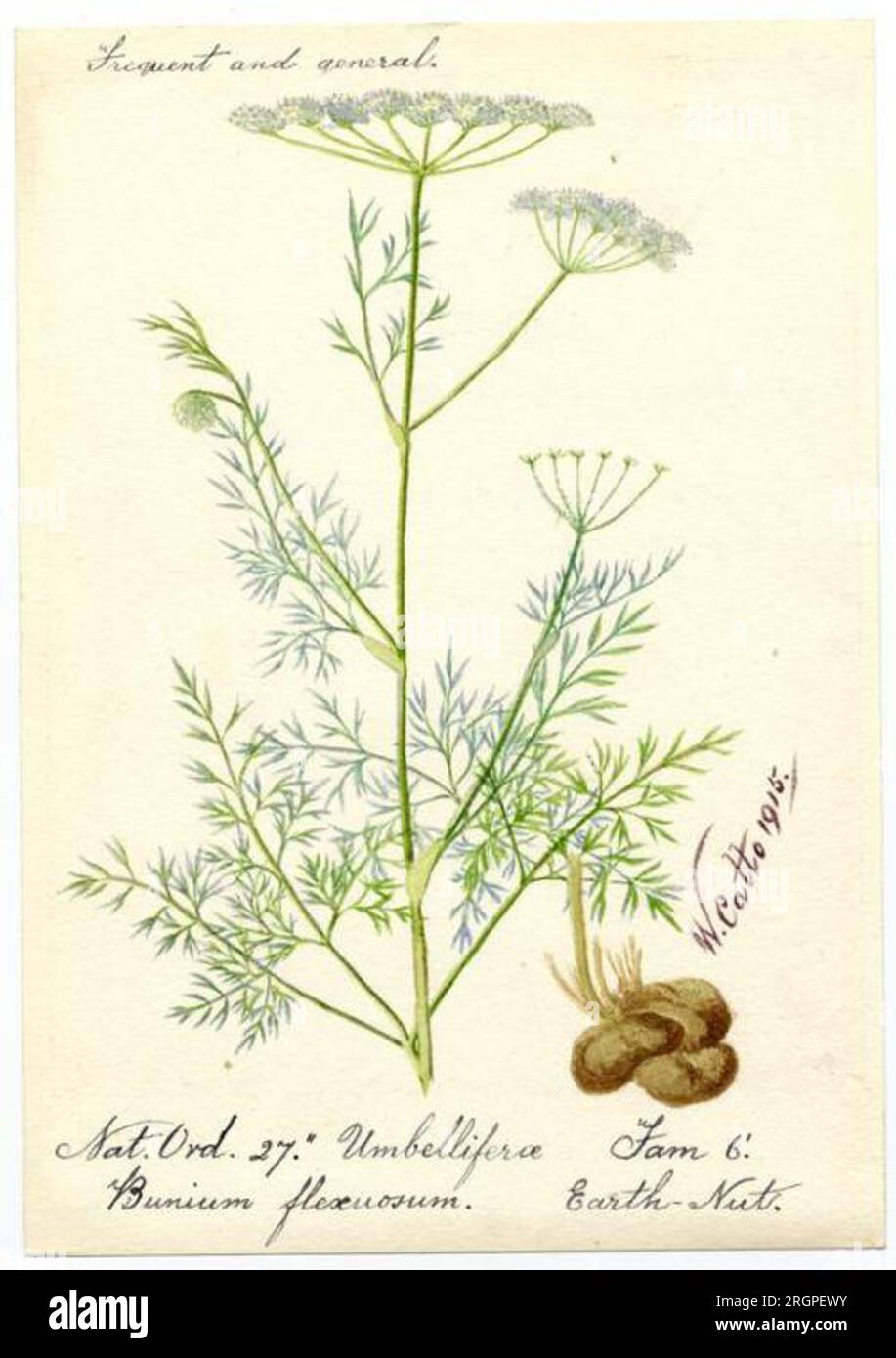 Earth-Nut (Bunium flexuosum) - William Catto 1915 by William Catto ...