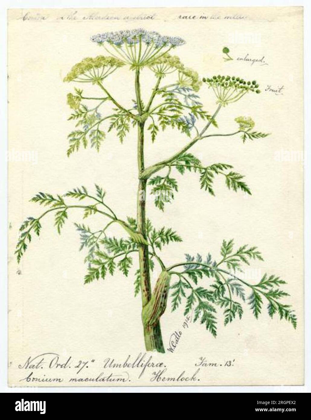Hemlock (Conium maculatum) - William Catto 1915 by William Catto Stock ...